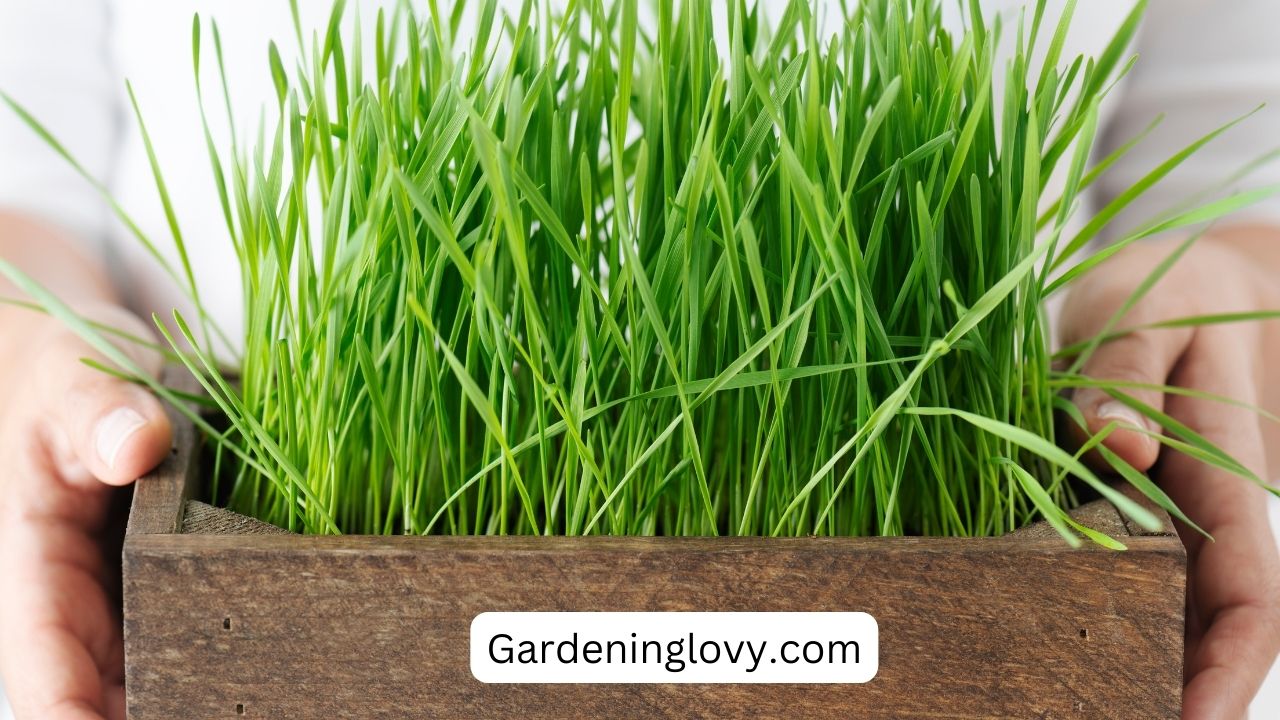How To Grow Wheatgrass In Soil (8 Easy Steps To Follow)
