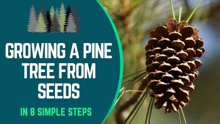 How To Grow A Pine Tree From Seeds: [8 Steps To Follow]