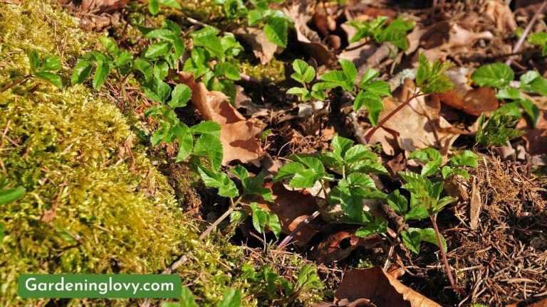 How To Get Rid Of Ground Elder: Without Harming Other Plants