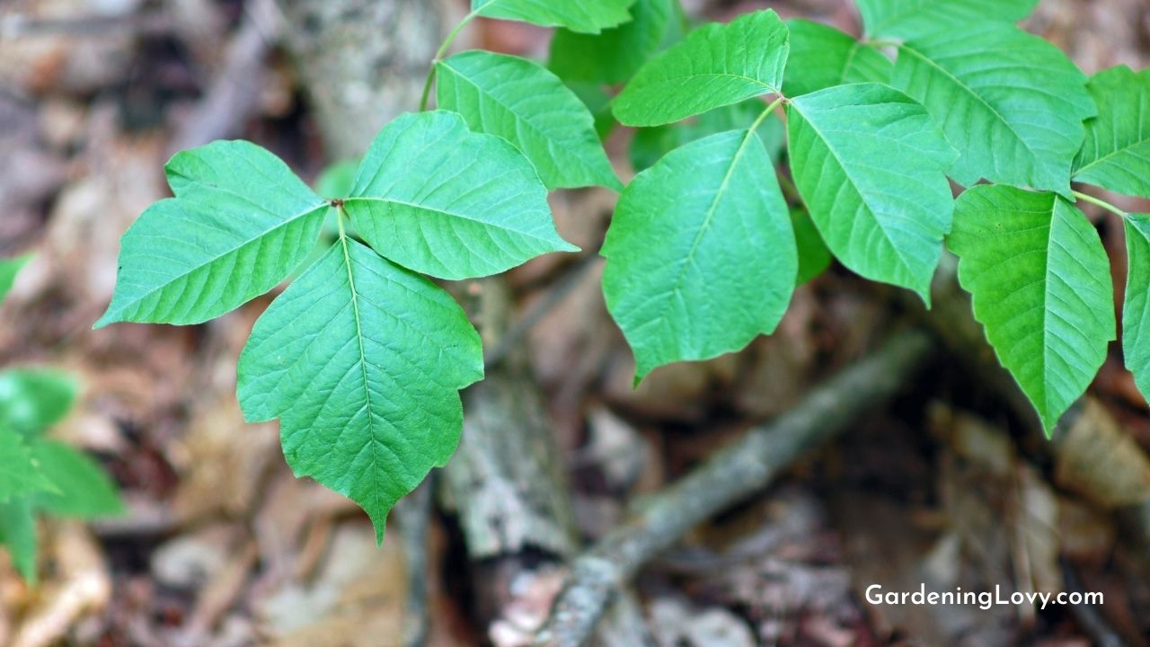 How To Get Rid Of Poison Ivy (Without Harming Other Plants)