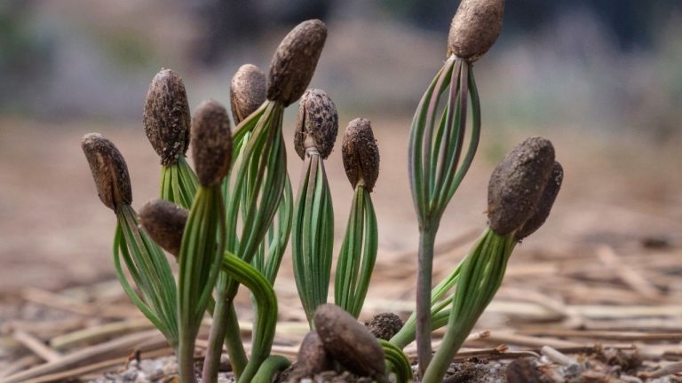 How To Grow A Pine Tree From Seeds: [8 Steps To Follow]