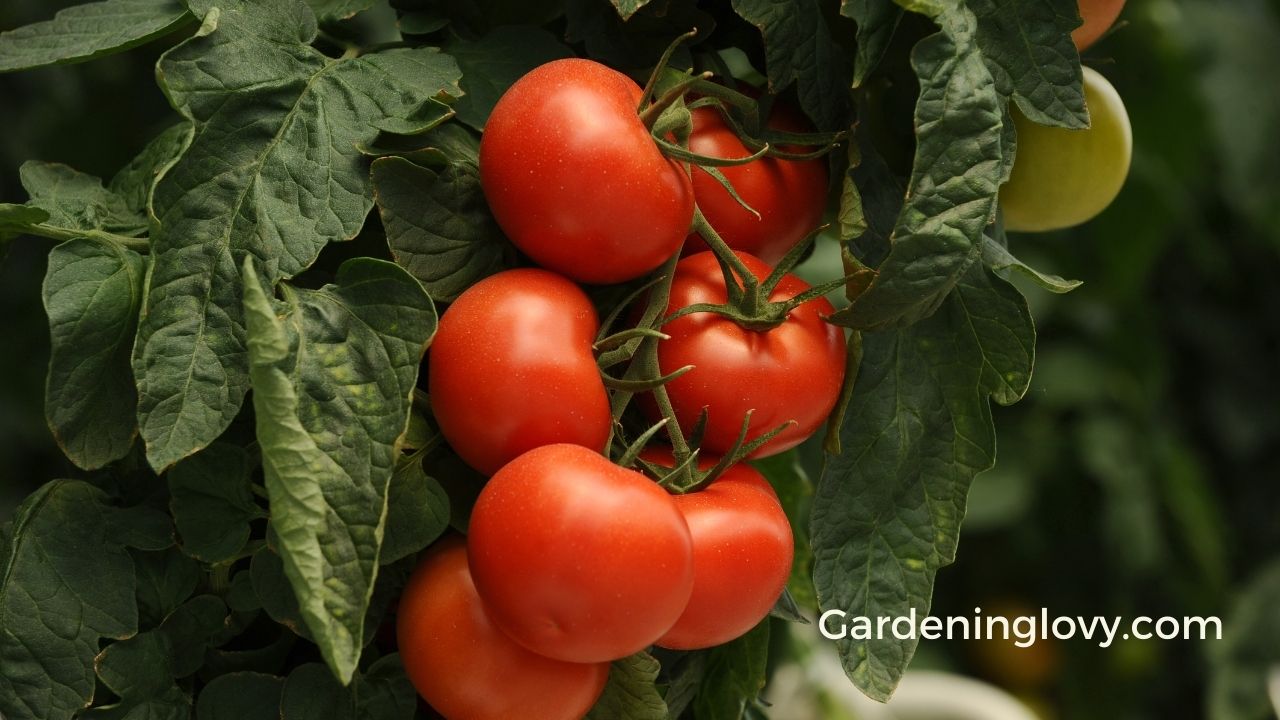 Transplanting Hydroponic Tomatoes To Soil In 5 Easy Steps