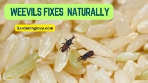 How To Get Rid Of Weevils Naturally (7 Best + Safe Fixes)