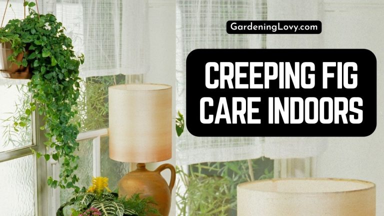 Creeping Fig Indoor Care: 9 Simple Tips For Healthy Growth
