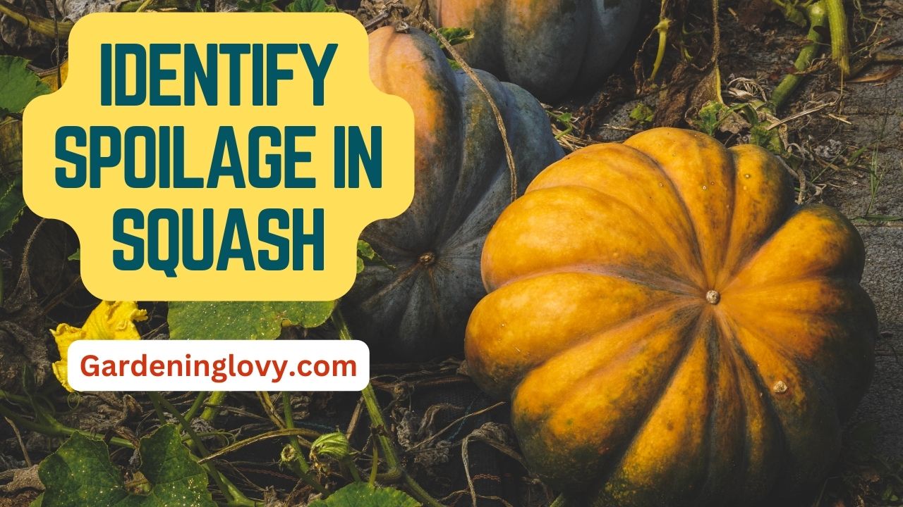 Signs Summer Squash Has Gone Bad at Gemma Dalton blog