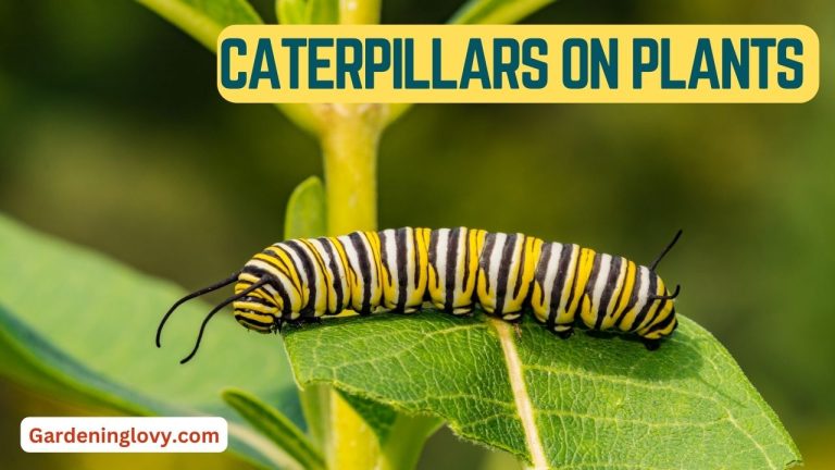 Caterpillars On Plants: 13 Surprising Ways To Fix Them