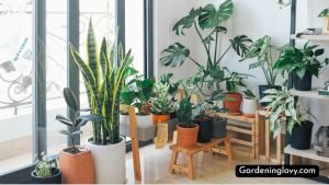 15 Mood Enhancing Indoor Plants You Must Have