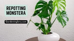 How To Repot Monstera For Optimal Growth (8 Easy Steps)