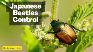 How To Prevent Japanese Beetles (Signs + Quick Fixes)