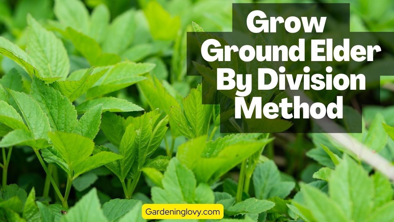How To Propagate Ground Elder Using Division: 5 Steps