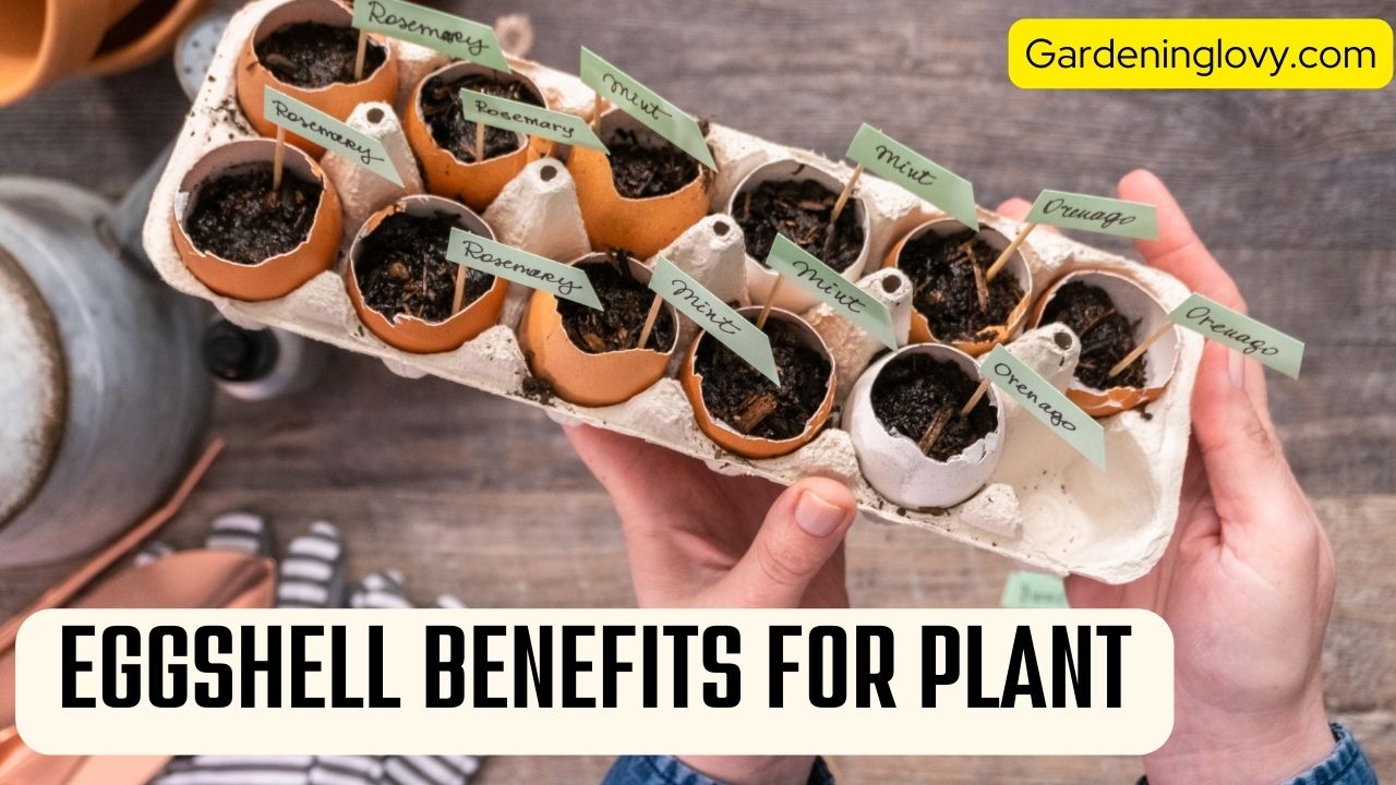 How Eggshell Fertilizer Can Improve Your Garden (4 Ways)