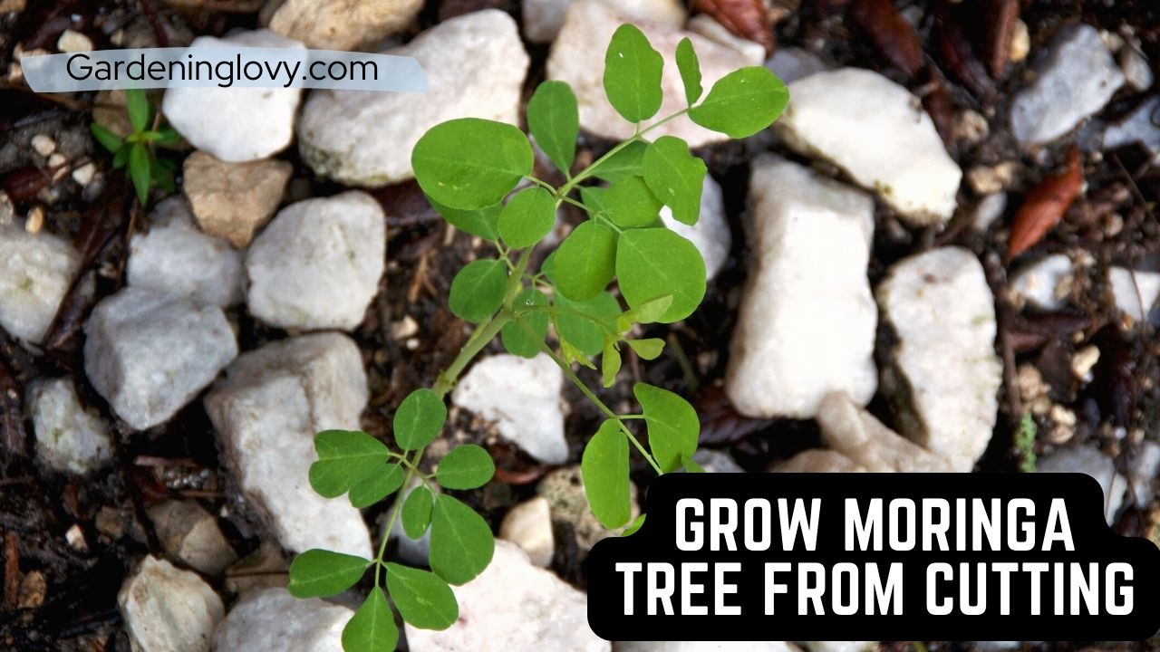 How To Grow Moringa Tree From Cutting: 4 Easy Methods