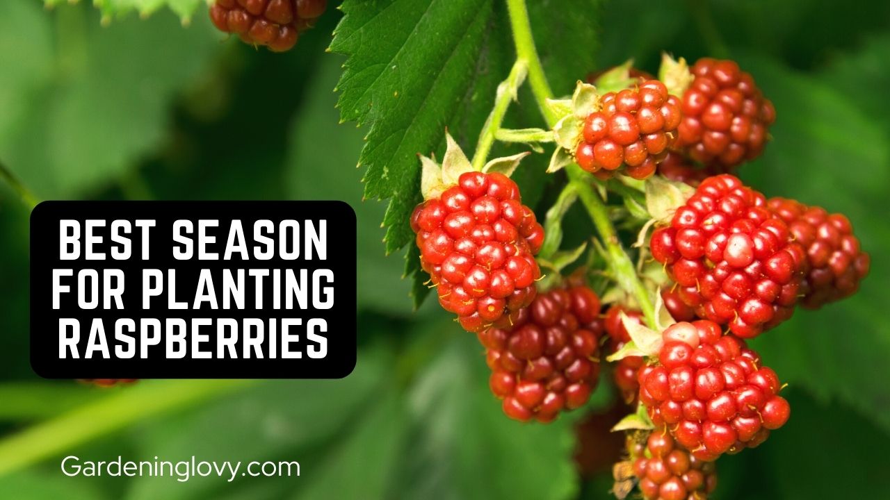 When To Plant Raspberries: Best Season For Maximum Harvest