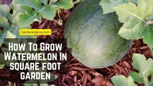 Watermelon Square Foot Gardening: 9 Simple Steps To Follow