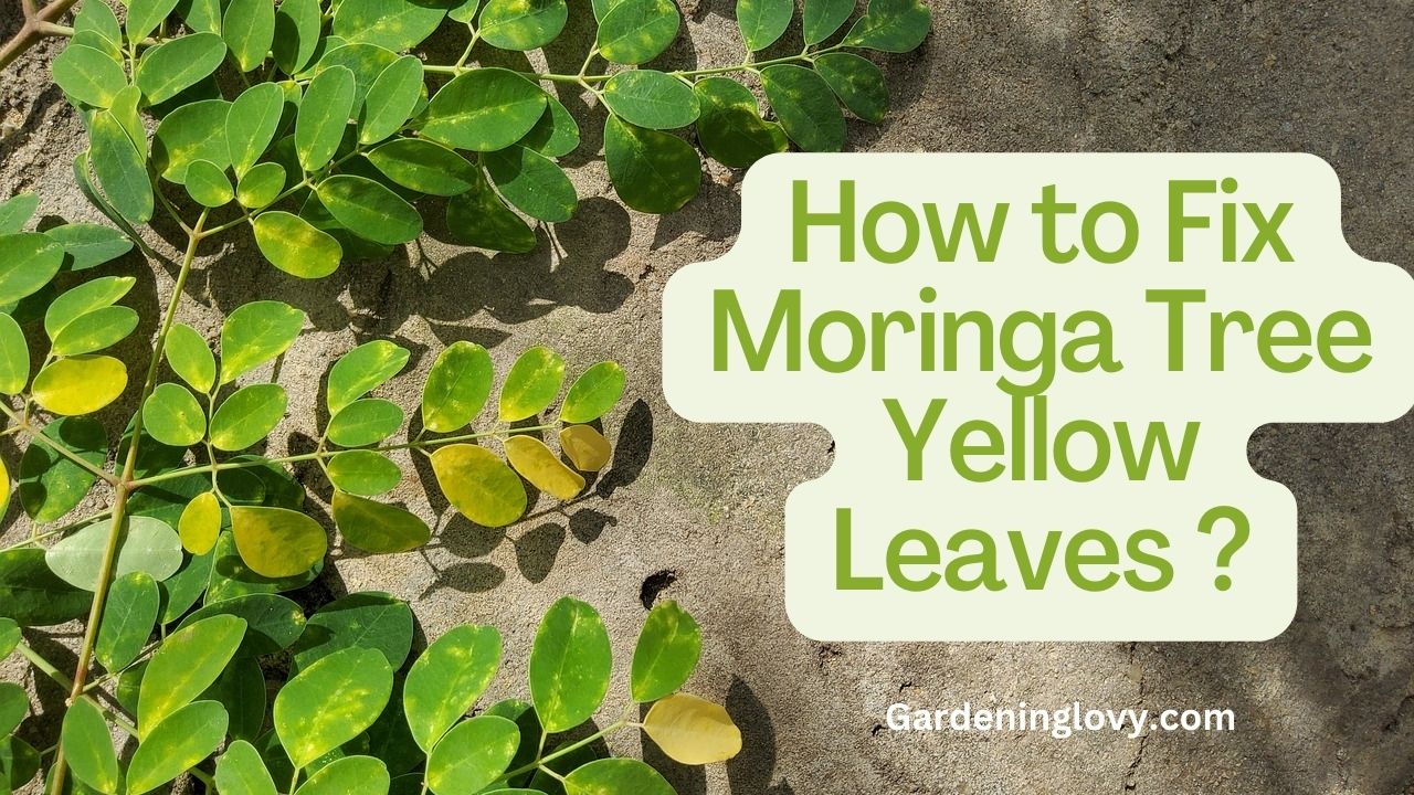 Moringa Tree Yellow Leaves: Reasons + 9 Quick Fixes