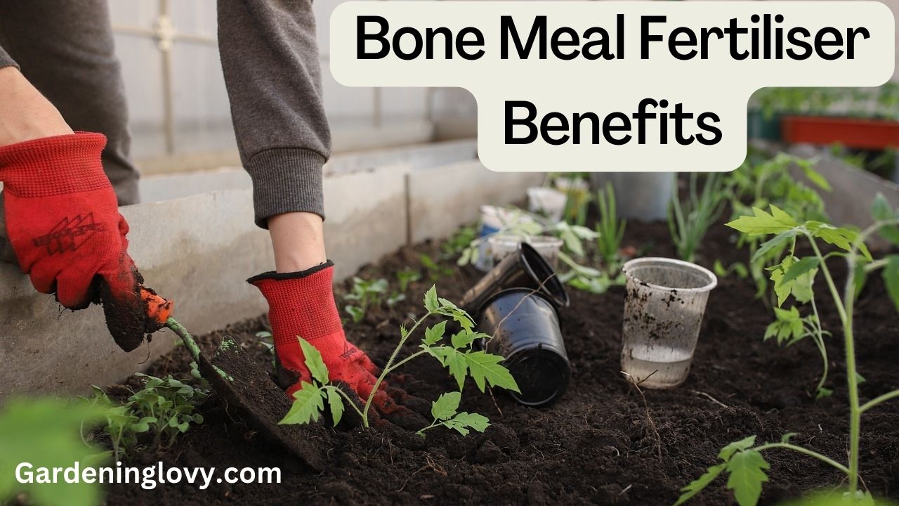 What Plants Like Bone Meal: (7 Plants + Benefits)