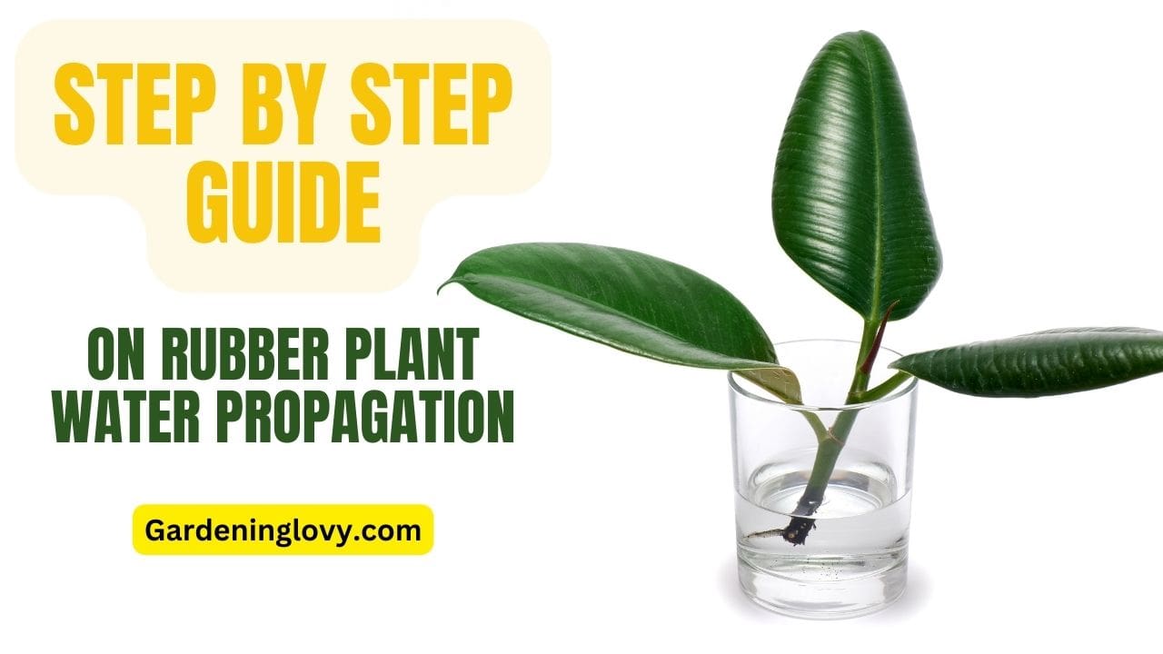 11 Easy Tips: How To Propagate Rubber Plants In Water