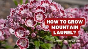 13 Mountain Laurel Care Guide (From Planting To Pruning!)