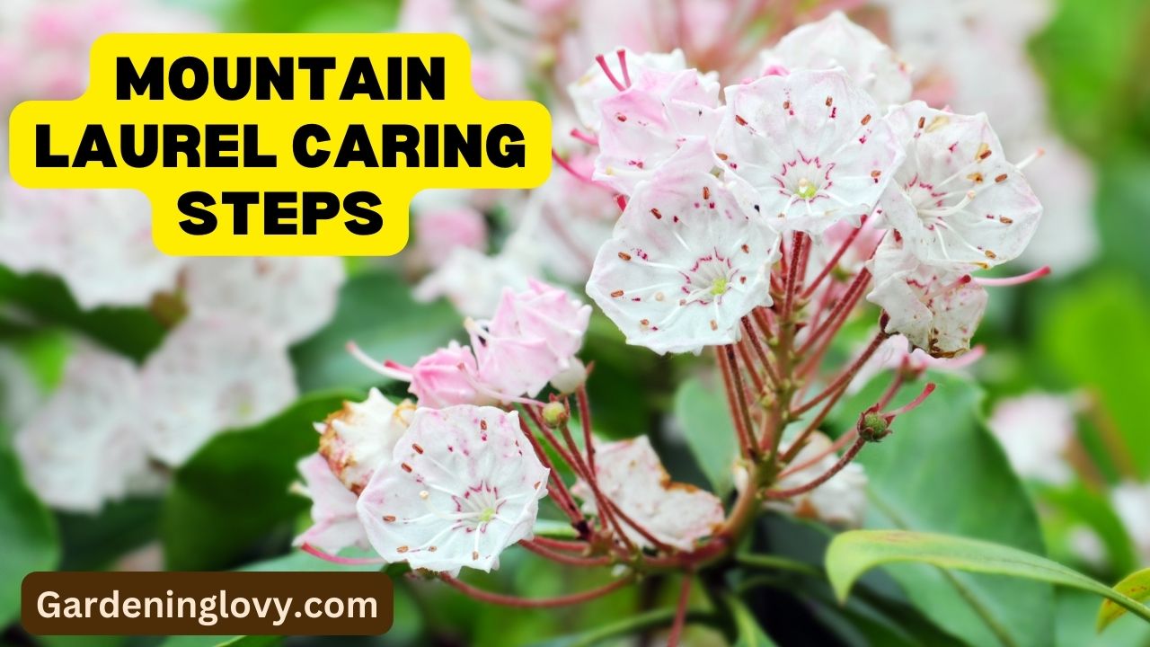 13 Mountain Laurel Care Guide (From Planting To Pruning!)