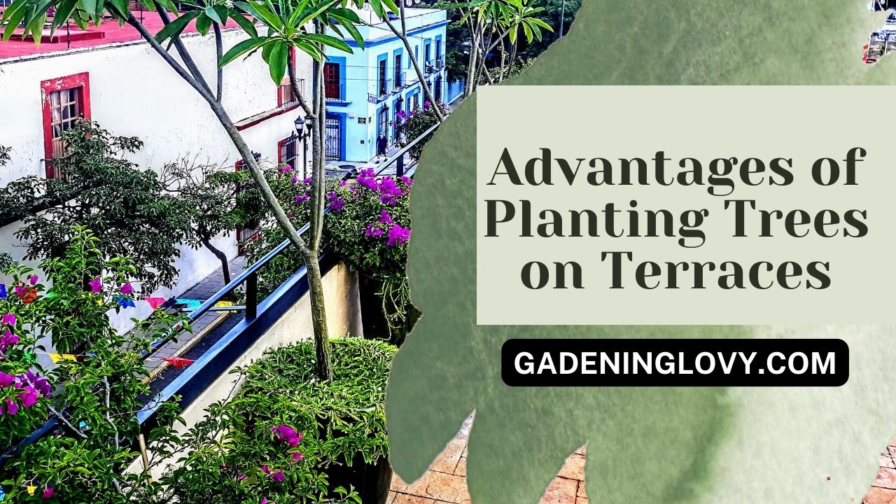 How To Grow Trees On Terrace: 6 Benefits And Key Points