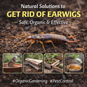 How To Control Earwigs In Garden (7 Safe Effective Methods)